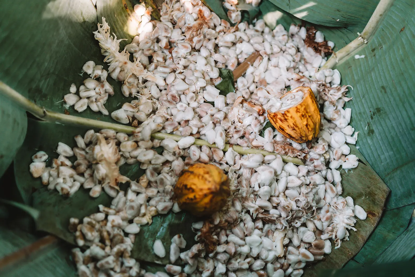 The Journey of Cacao Seeds | Cacao Source Main Website